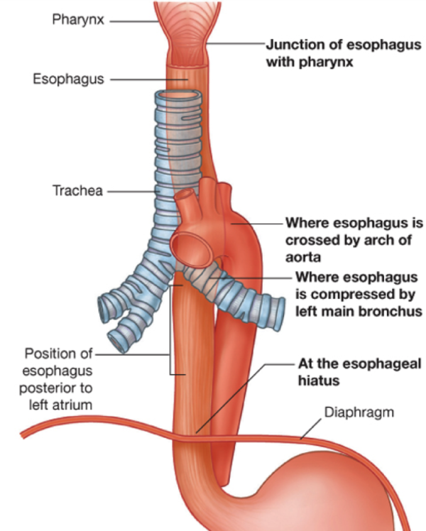 Esophagus Meaning