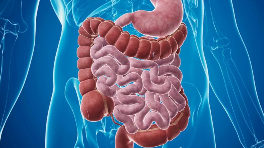 The Intestinal Tract | Medika Life :: Understanding Human Anatomy