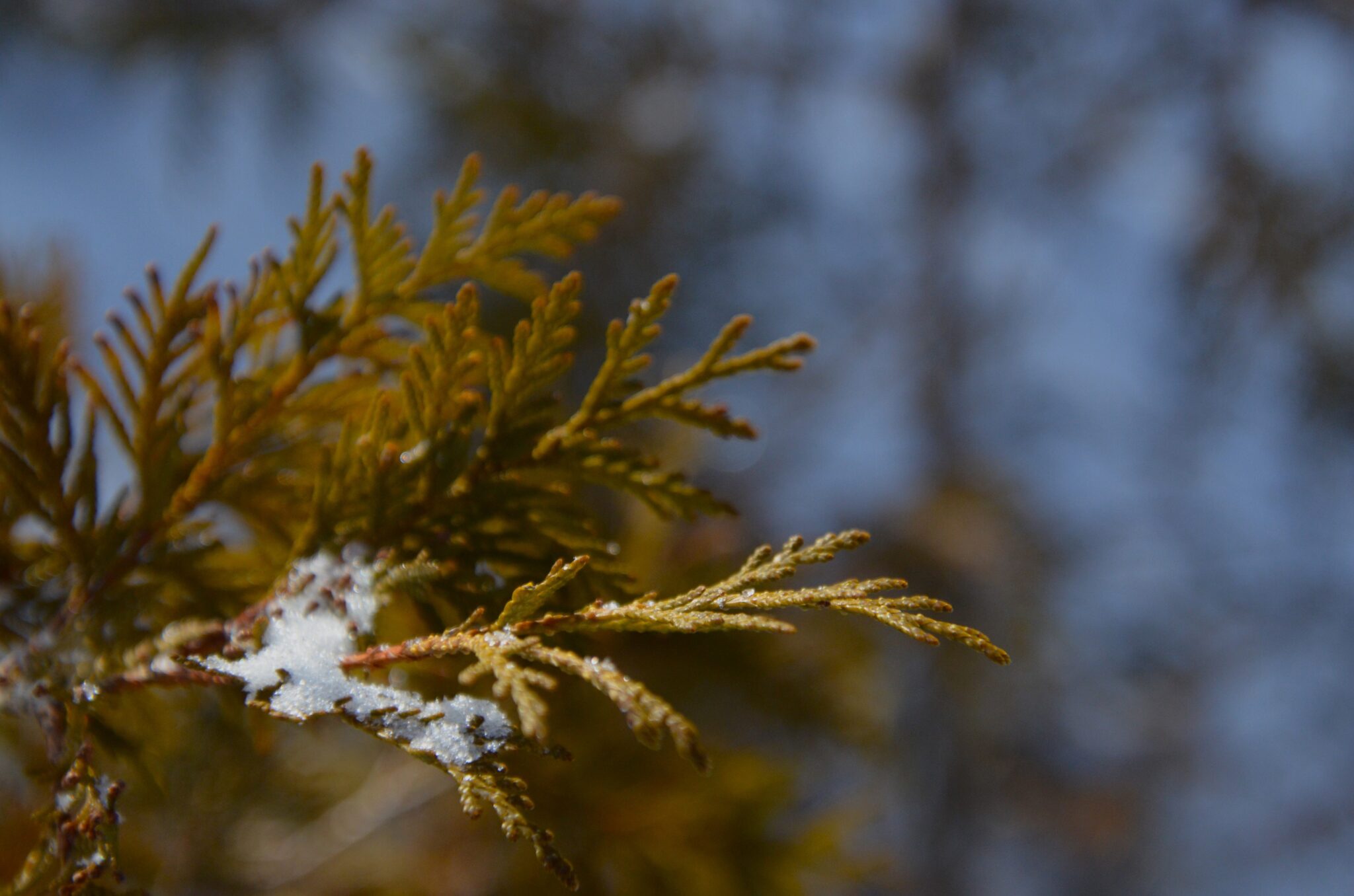 Brew Sacred Canadian Cedar Tea And Reap the Traditional Benefits ...