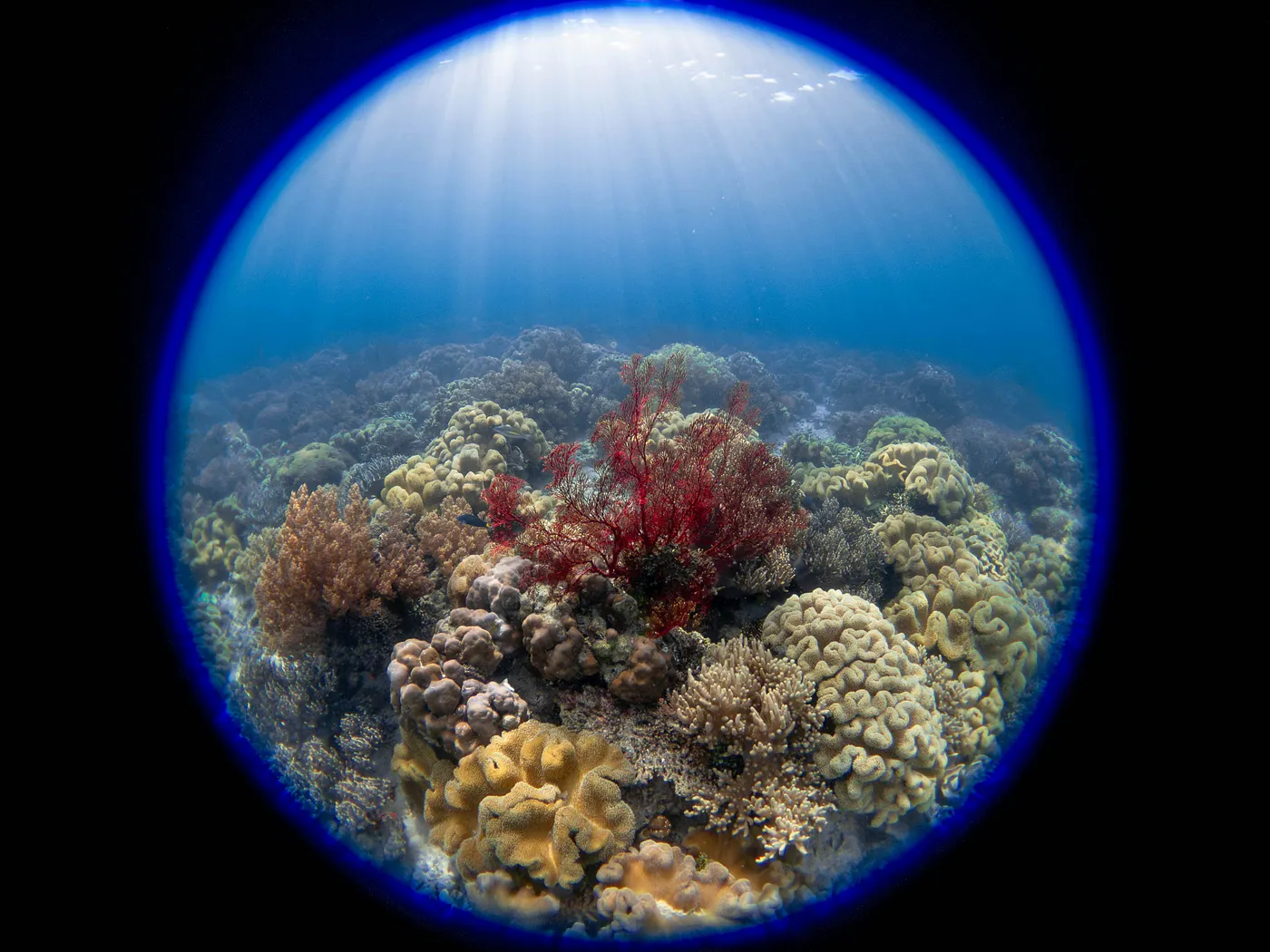 Kill the Oceans and Destroy Your Health Slowly - Medika Life